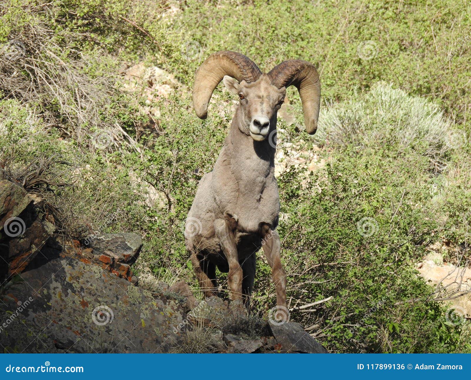 Ram stock photo. Image of tree, nature, forest, beautiful - 117899136