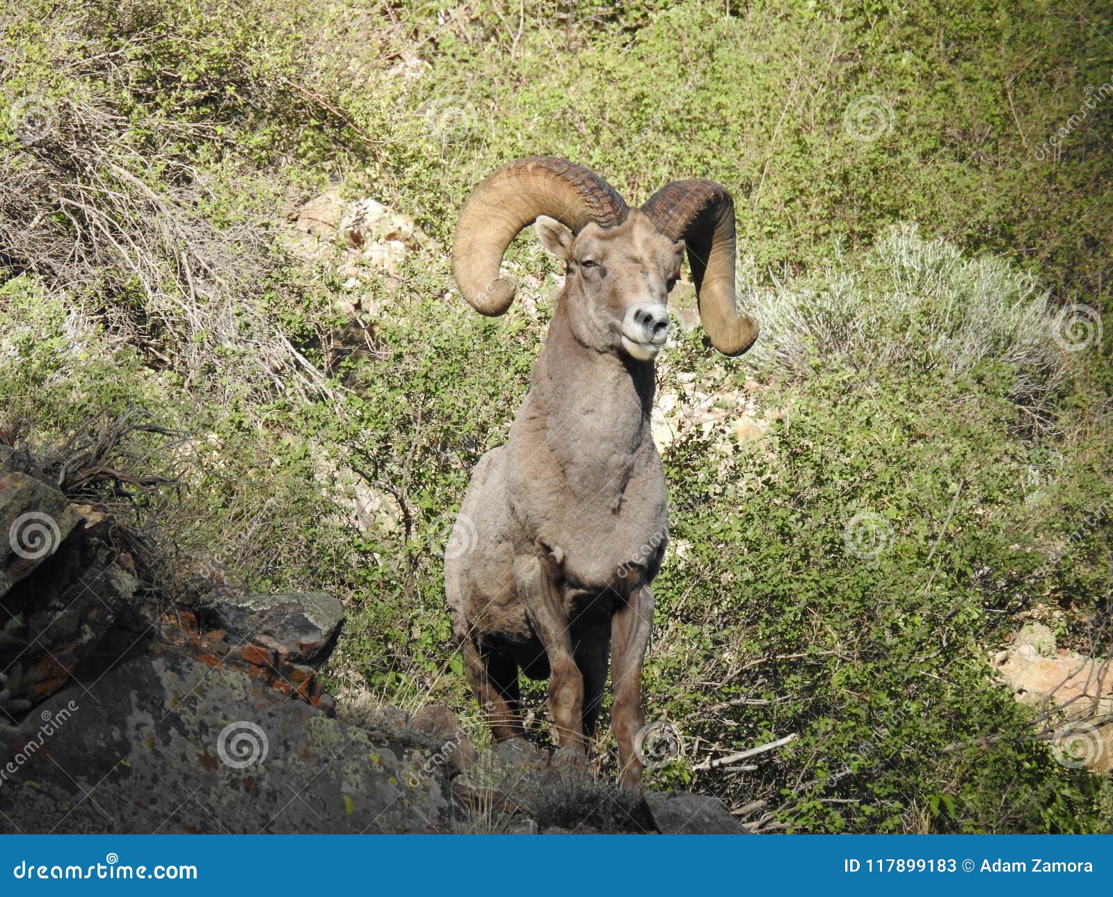 Ram stock image. Image of beautiful, tree, mountains - 117899183