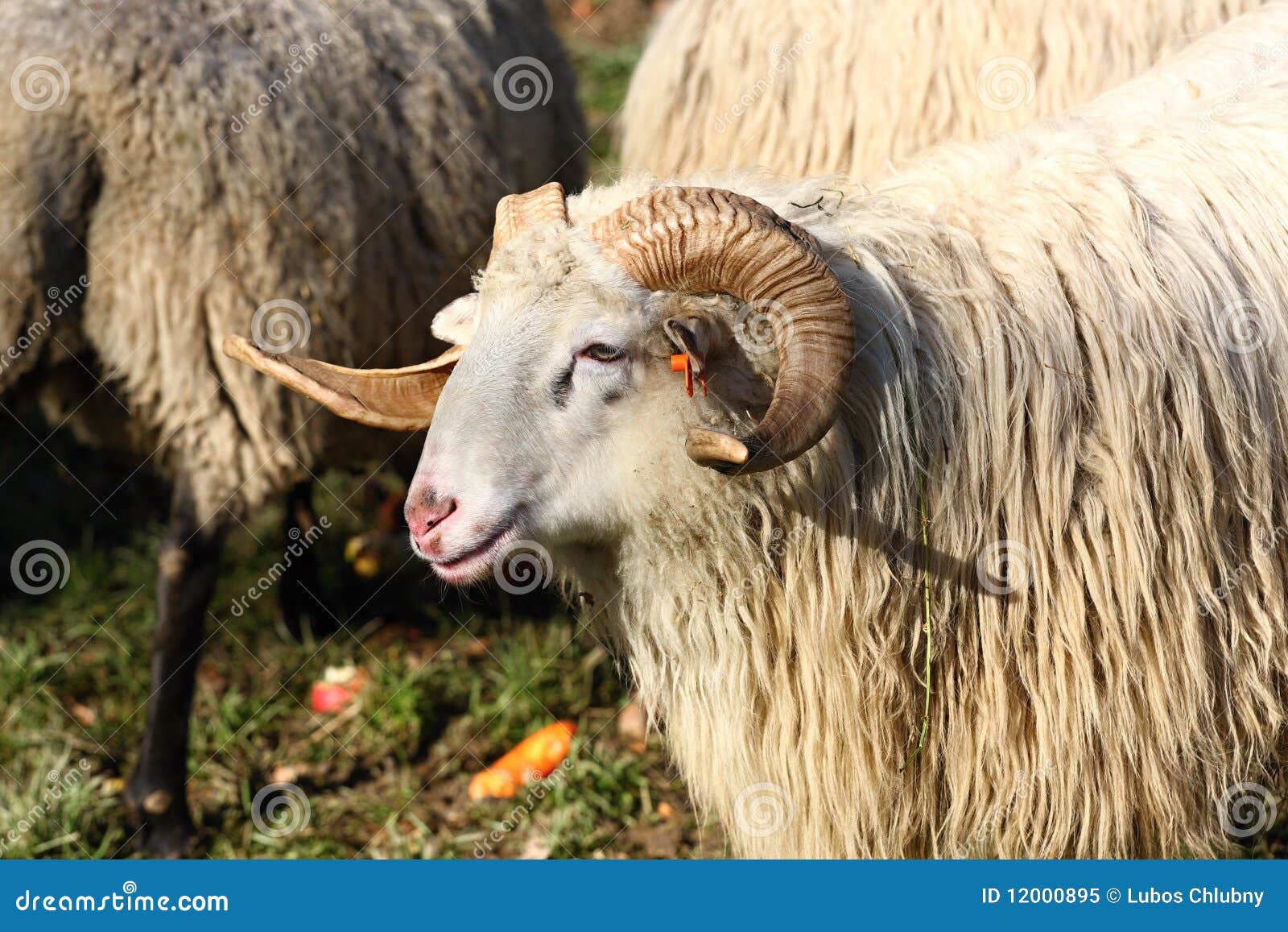 Ram stock image. Image of landscape, herding, farming - 12000895