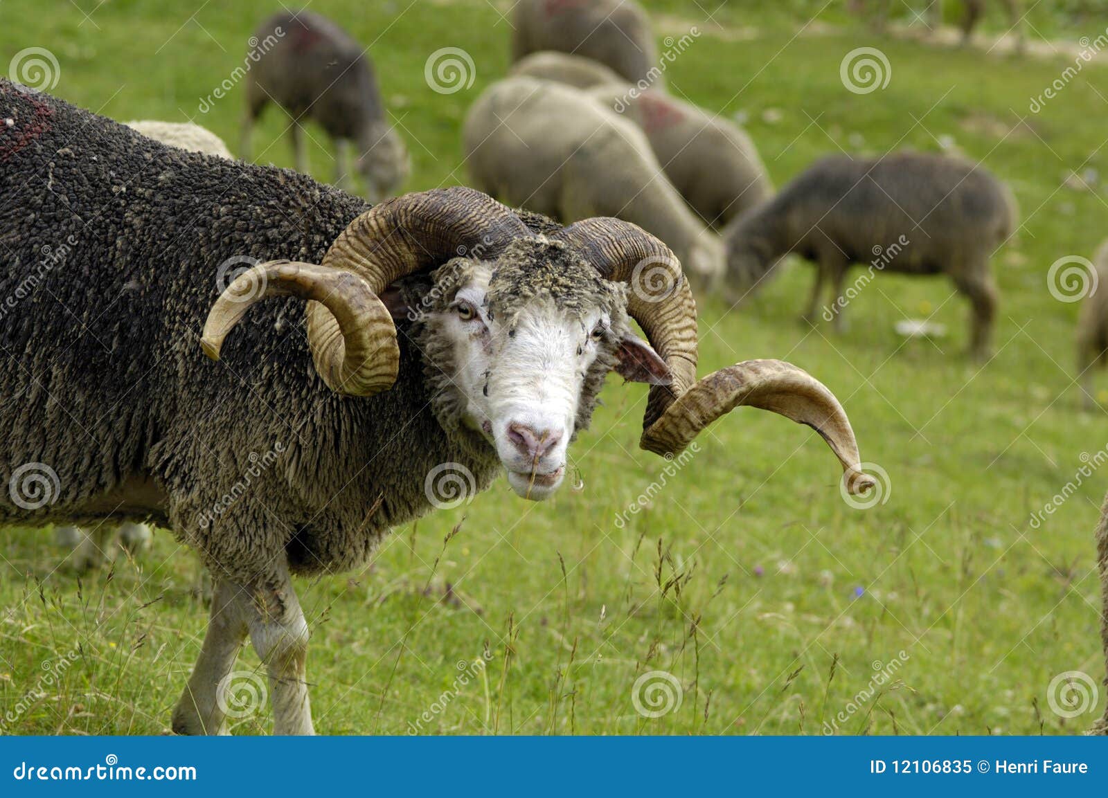 Ram stock image. Image of male, animal, sheep, landscape - 12106835