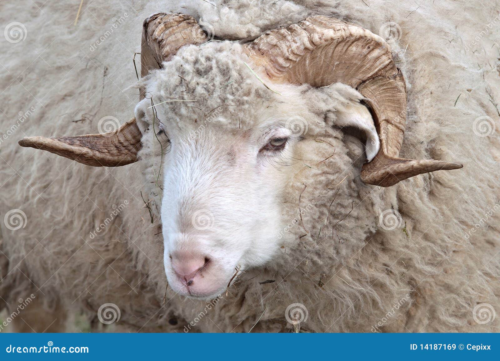Ram stock image. Image of horn, animal, farming, flock - 14187169
