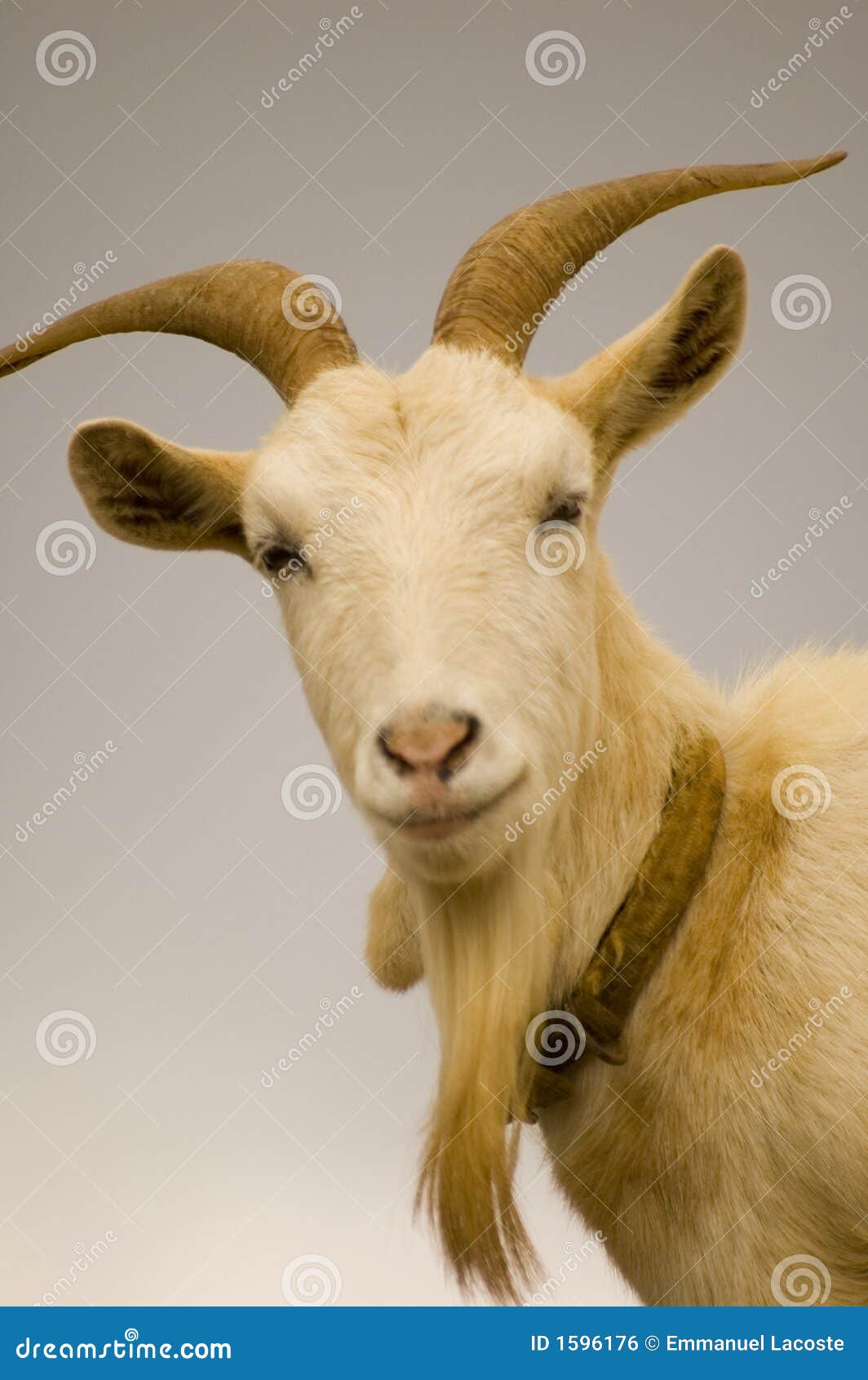 Ram stock photo. Image of mountain, wild, horn, domestic - 1596176