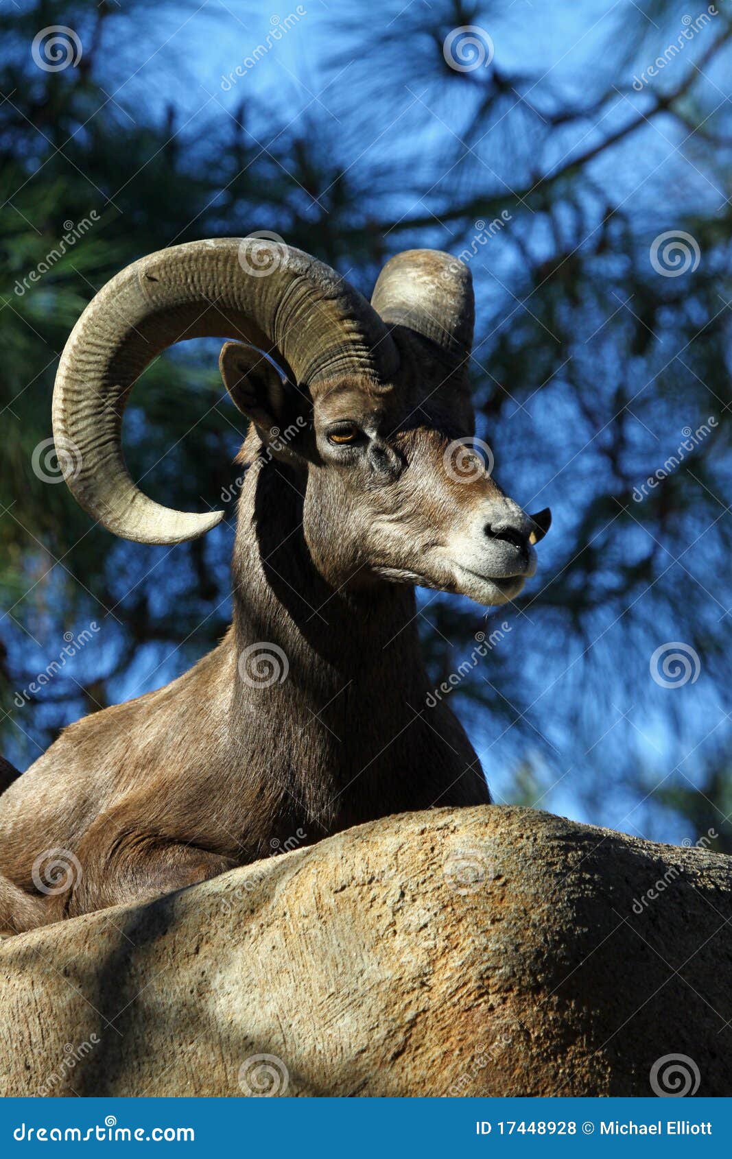 Ram stock photo. Image of wild, rocks, desert, nature - 17448928