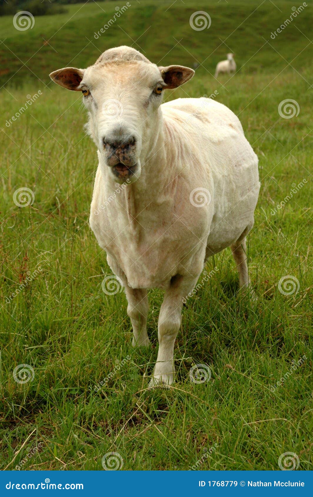 Ram stock image. Image of ranch, animal, grass, curious - 1768779