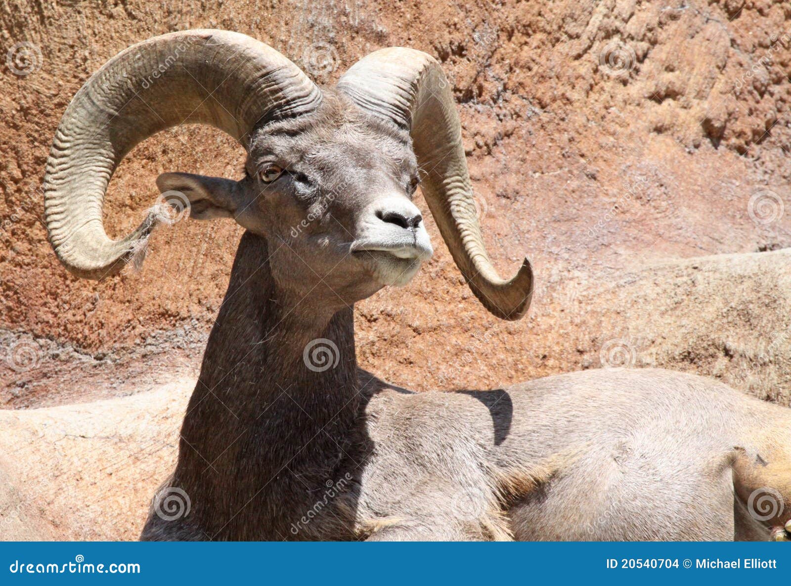 Ram stock photo. Image of animal, brown, america, male - 20540704