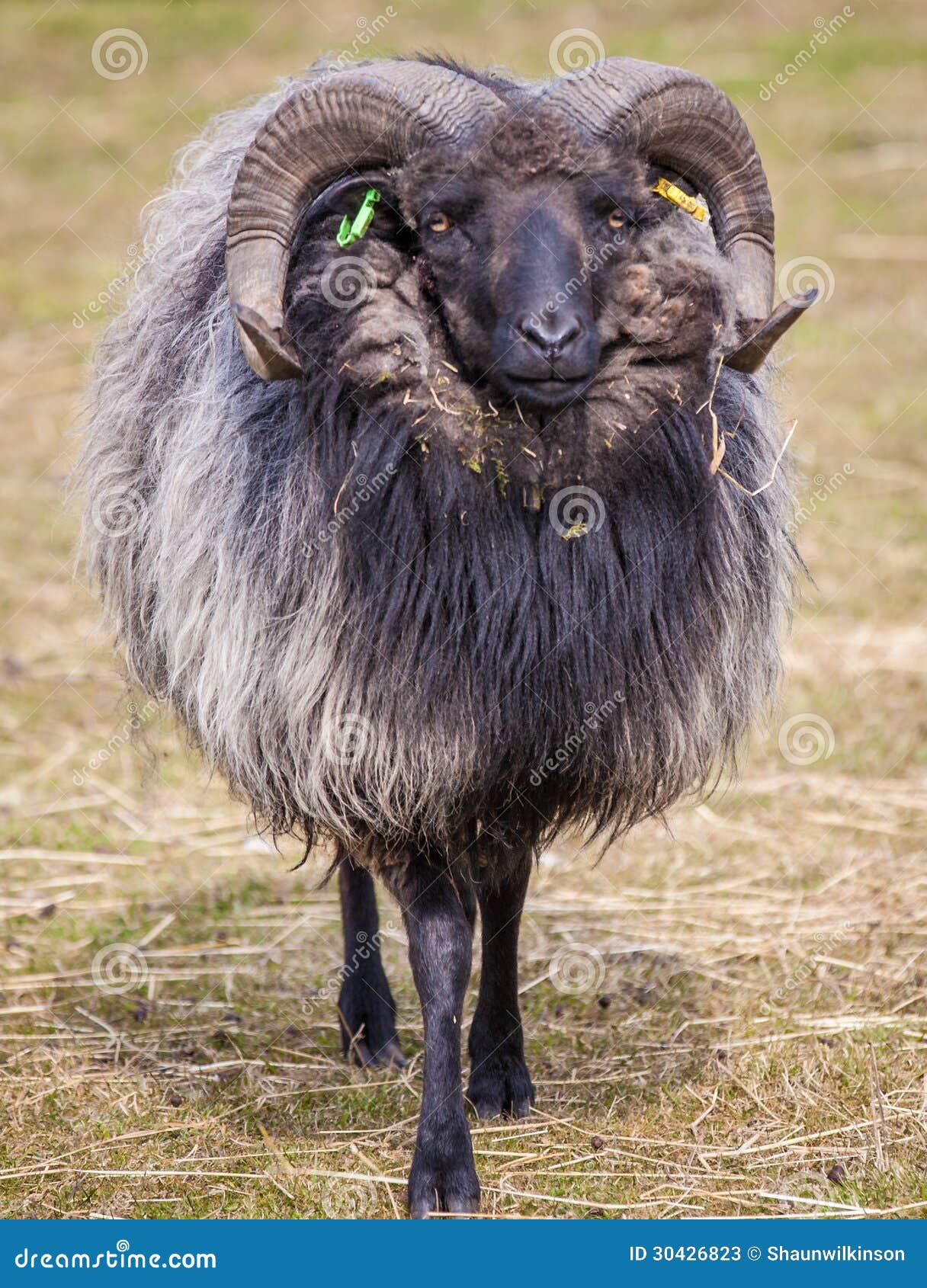 Ram stock afbeelding. Image of volledig, schapen, krul - 30426823