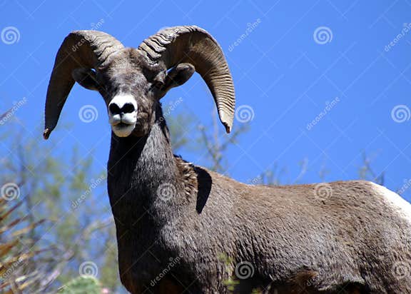 Ram stock image. Image of wild, states, wildlife, horns - 58531