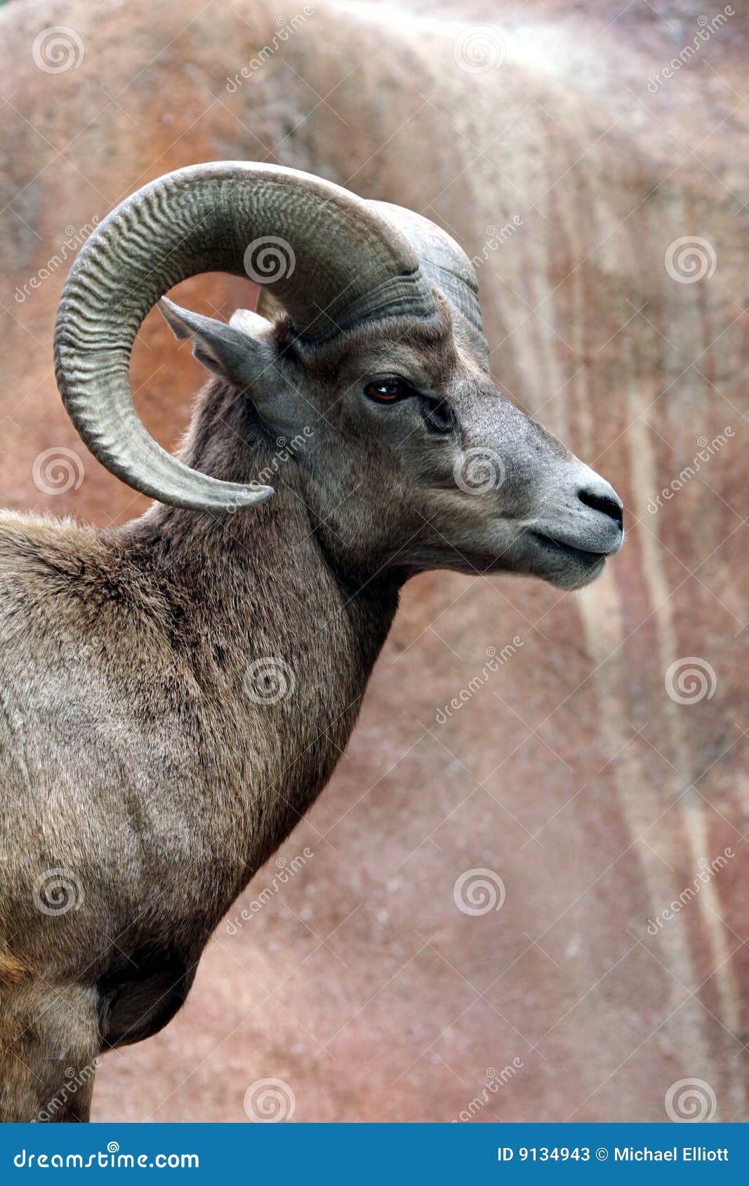 Ram stock image. Image of america, male, domestic, mountain - 9134943
