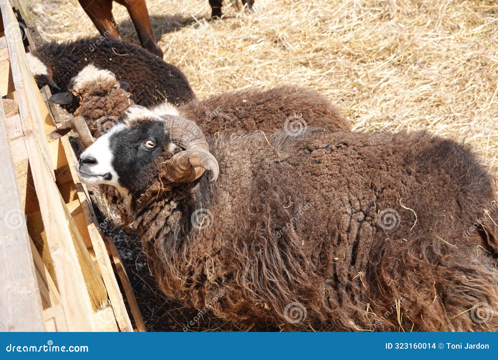 Ram with Big Black Fur. Sheep on the Farm Stock Photo - Image of meadow ...