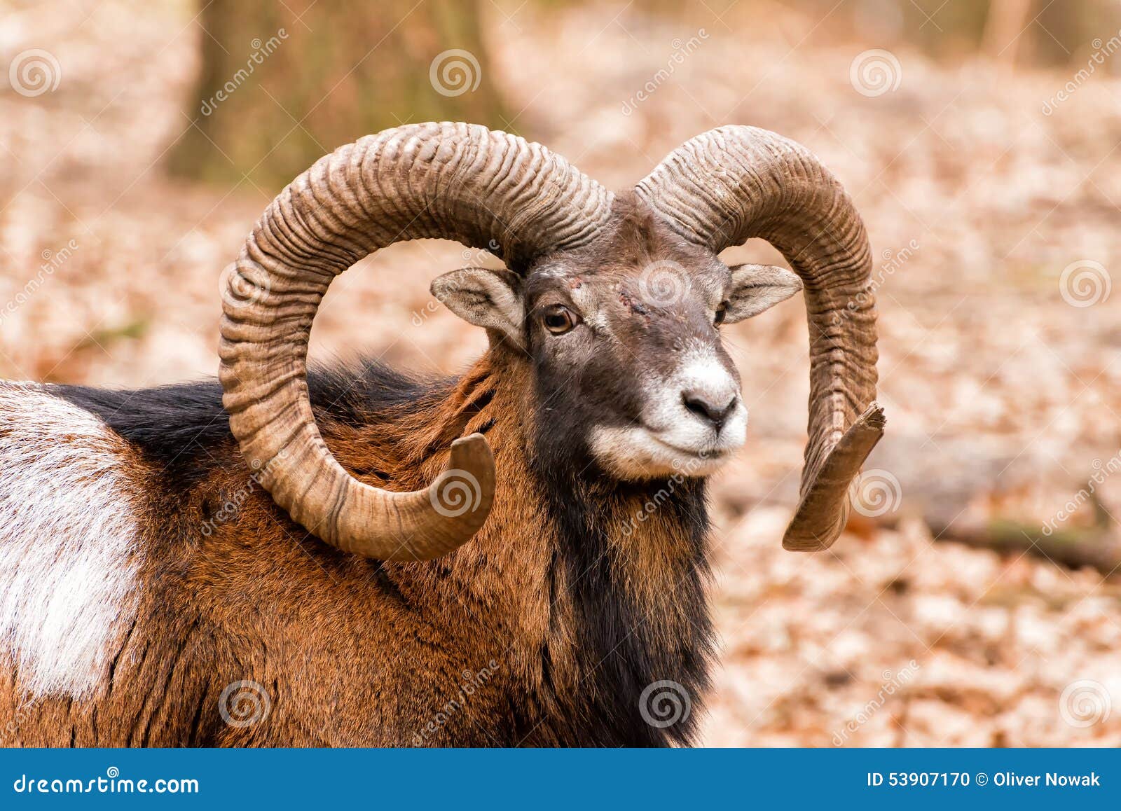 Ram with Big Horns in the Forest Stock Photo - Image of forest, animals ...