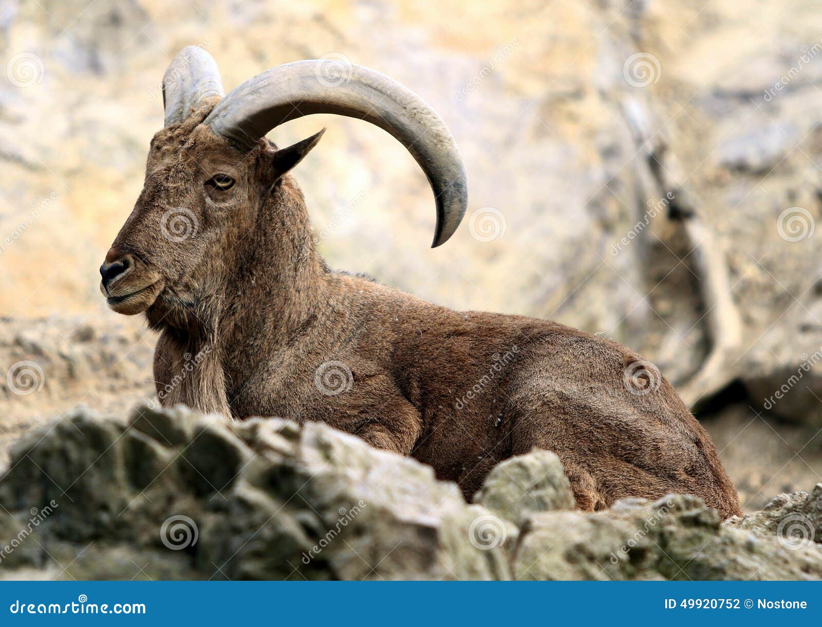 Ram stock photo. Image of four, mammal, habitat, trees - 49920752
