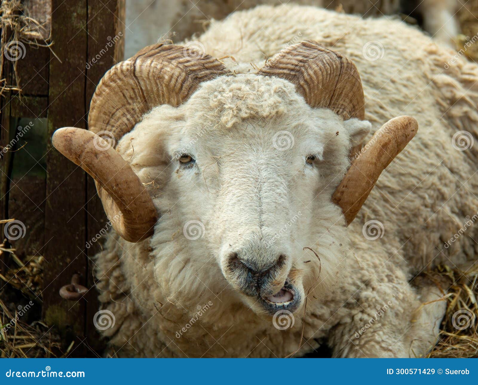 Ram Chewing the Cud stock image. Image of domesticated - 300571429
