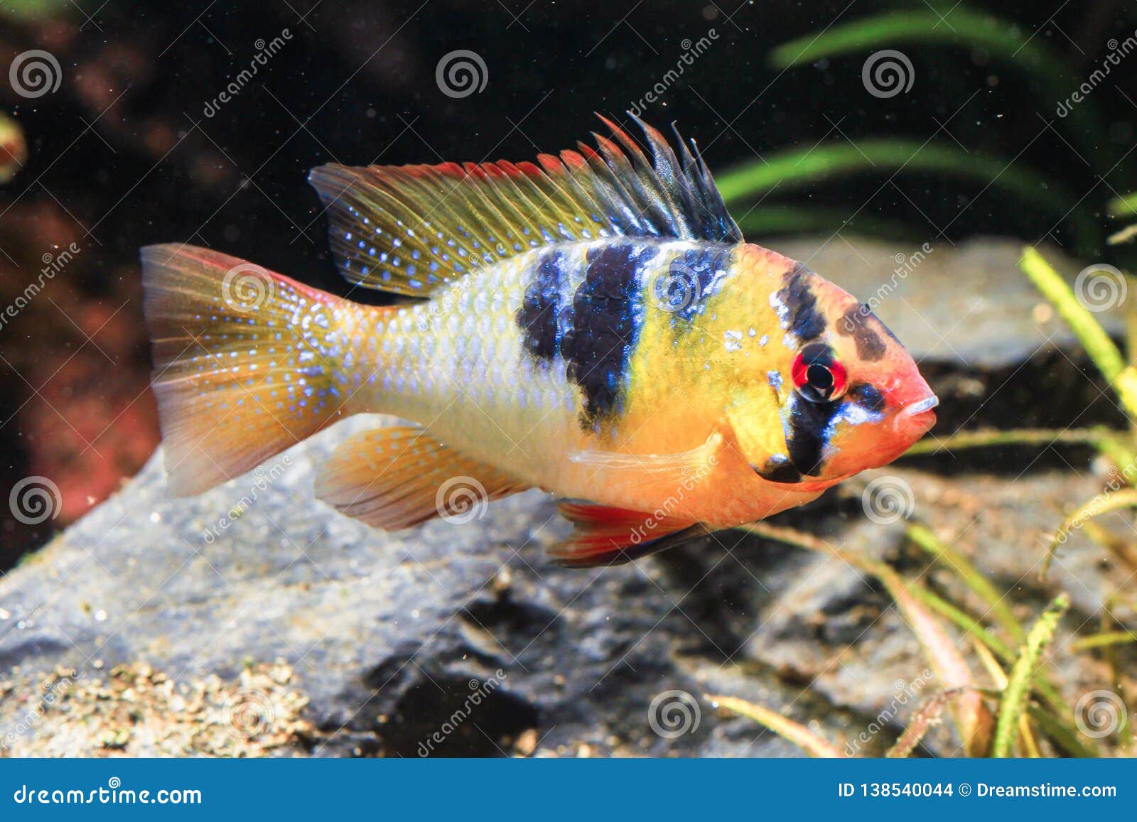 Ram Cichlid stock foto. Image of groen, kleurrijk, dier - 138540044