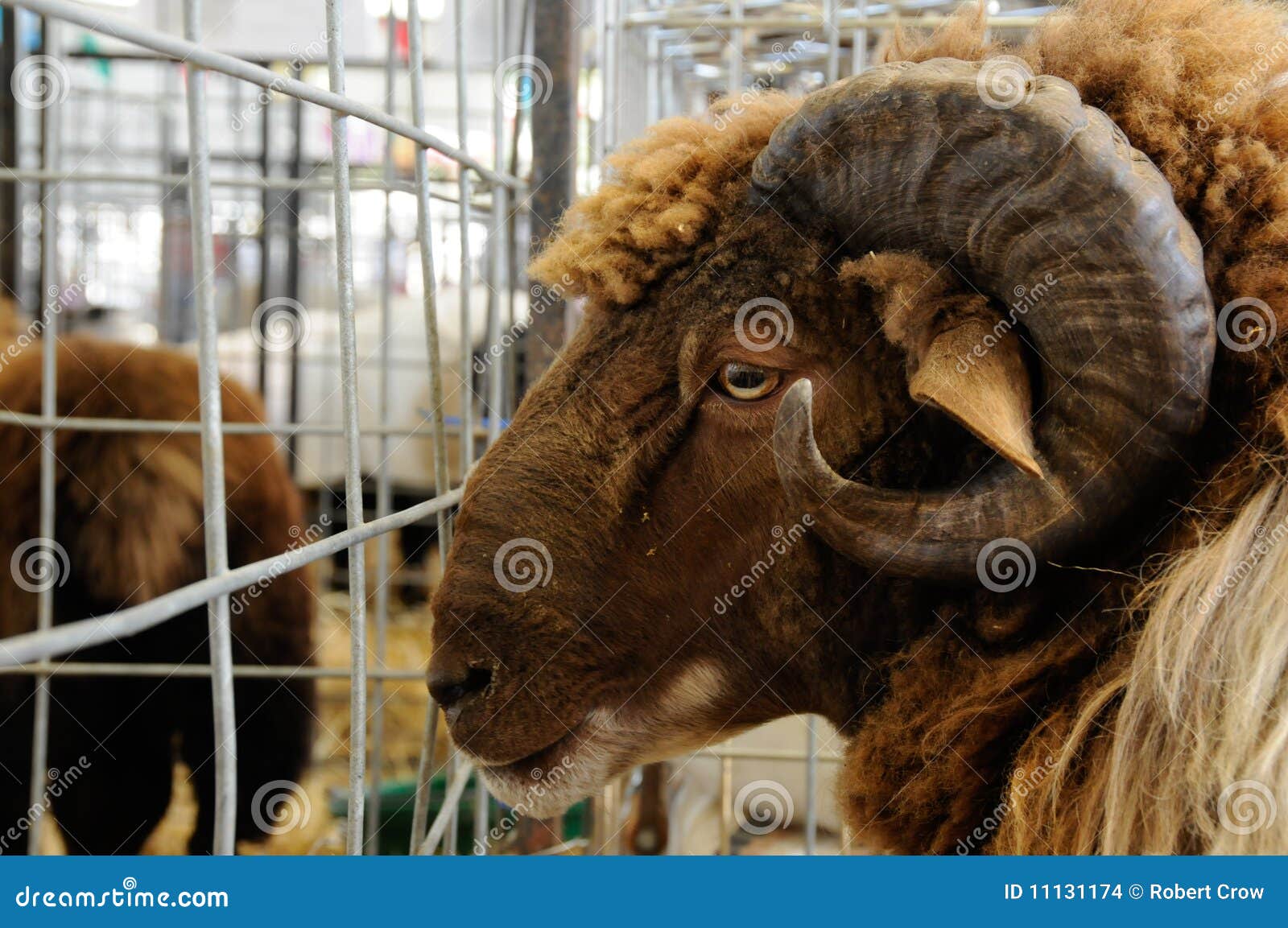 Ram closeup stock photo. Image of idaho, animal, sheep - 11131174