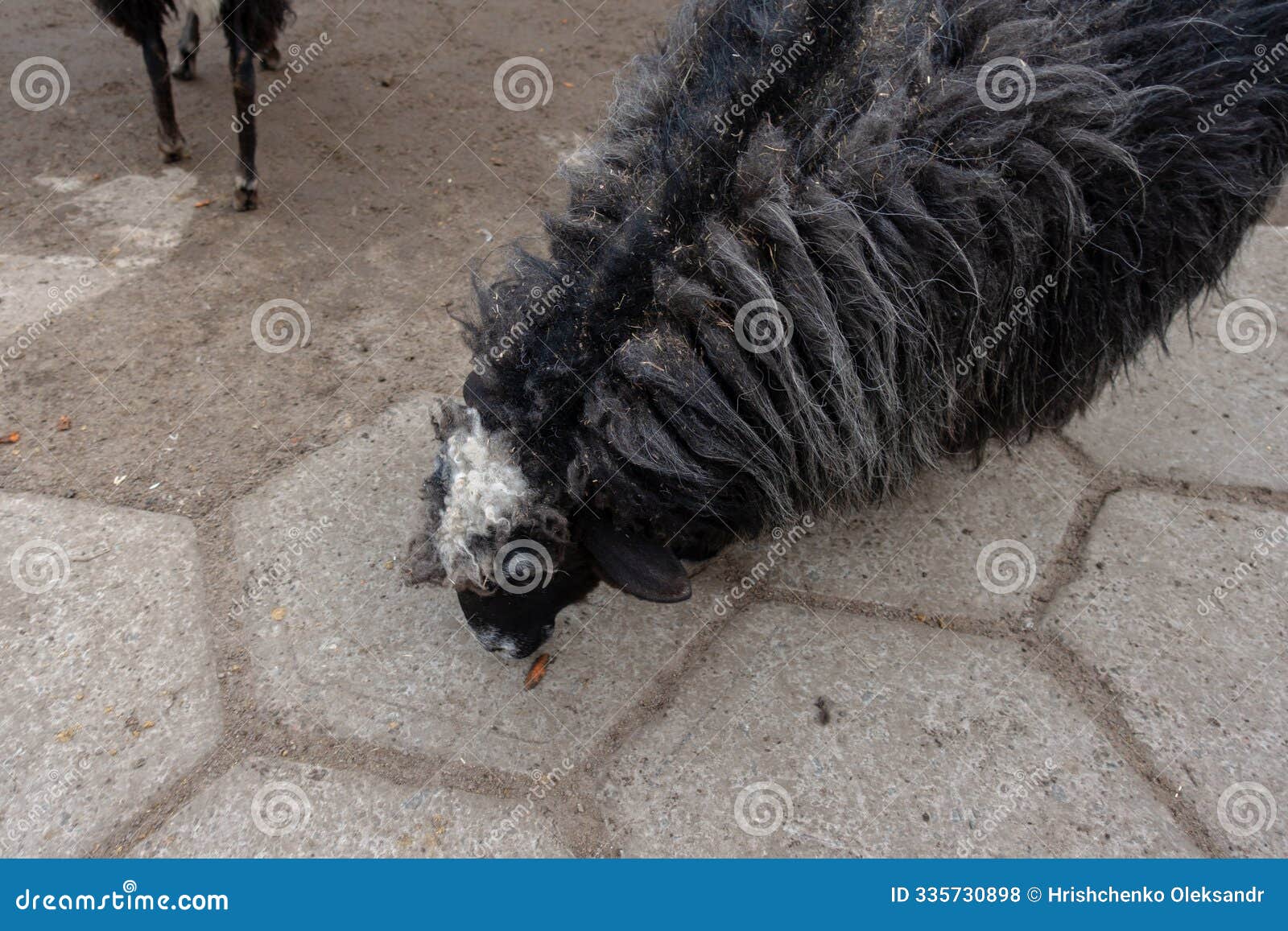 A Ram Covered in Thick Black Wool Walks Around the Farm Stock Photo ...