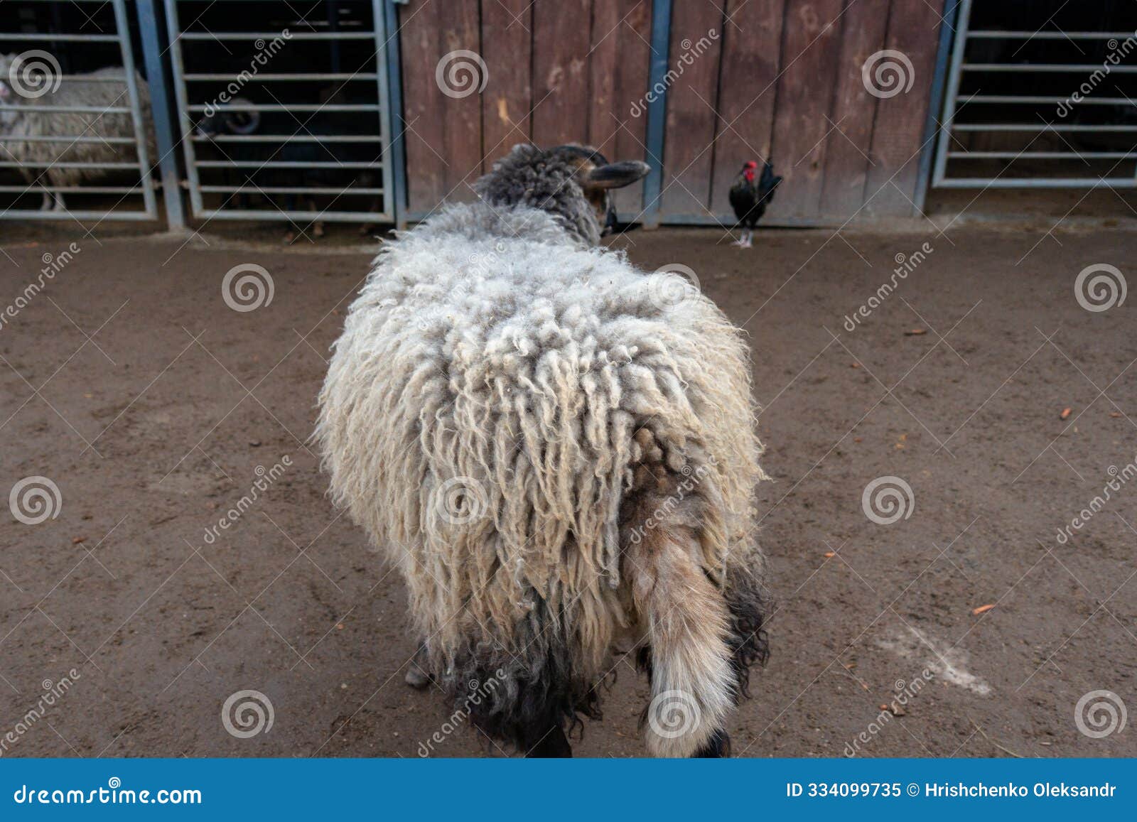 A Ram Covered in Thick White Wool Walks Around the Farm Stock Image ...