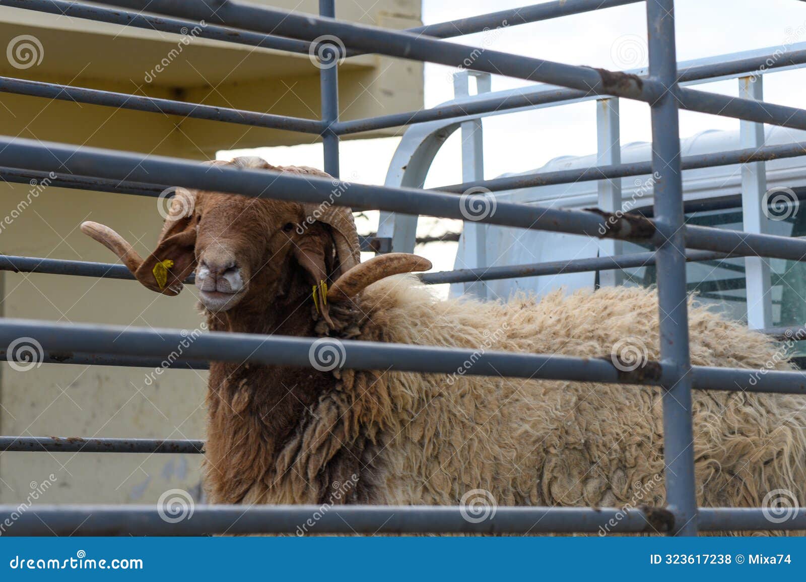Ram with Curled Horns in the Back of a Truck3 Stock Photo - Image of ...
