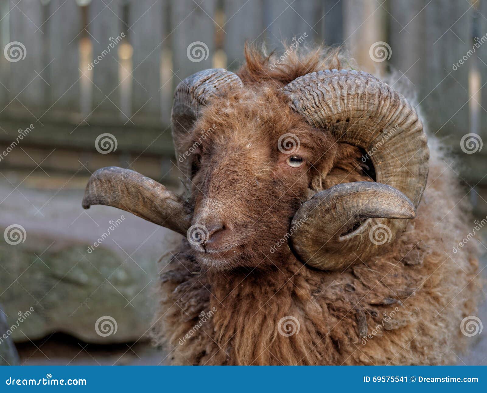 Ram with curled horns stock image. Image of wool, curled - 69575541