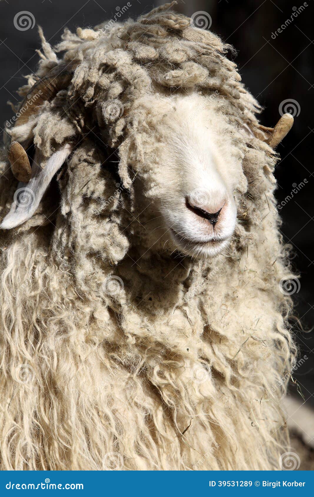 Ram with curly hair stock image. Image of curly, breeders - 39531289