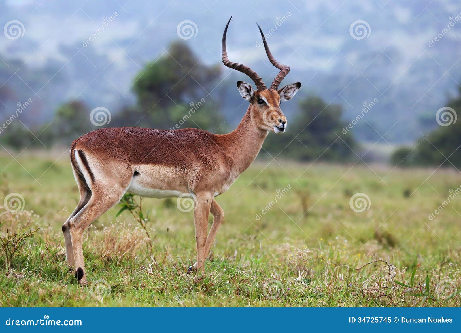 Ram Del Antílope Del Impala Imagen de archivo - Imagen de hermoso ...