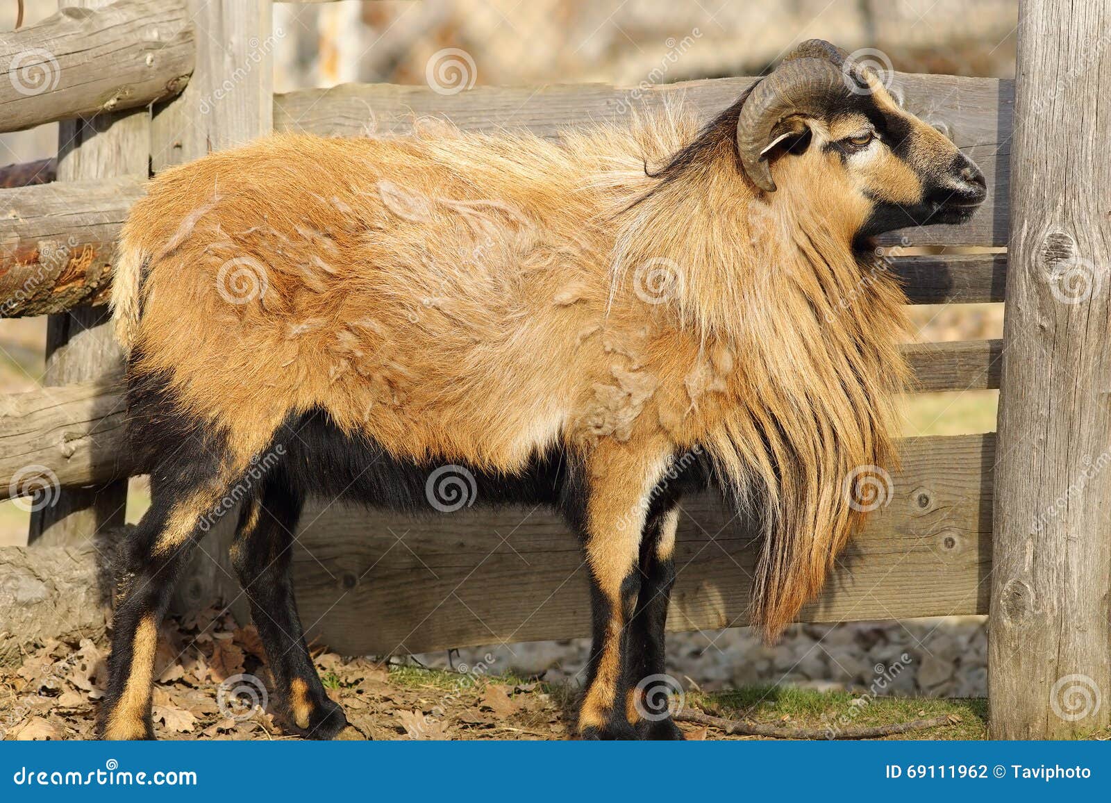 Ram Di Brown Con La Barba Lunga Fotografia Stock - Immagine di cornuto ...