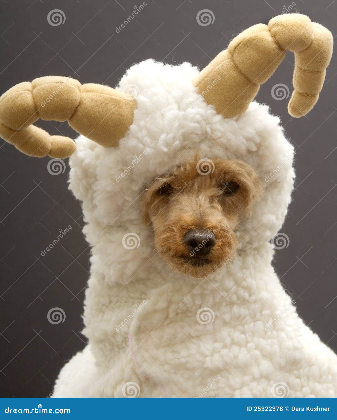Ram Dog stock photo. Image of animal, cute, canine, wildlife - 25322378