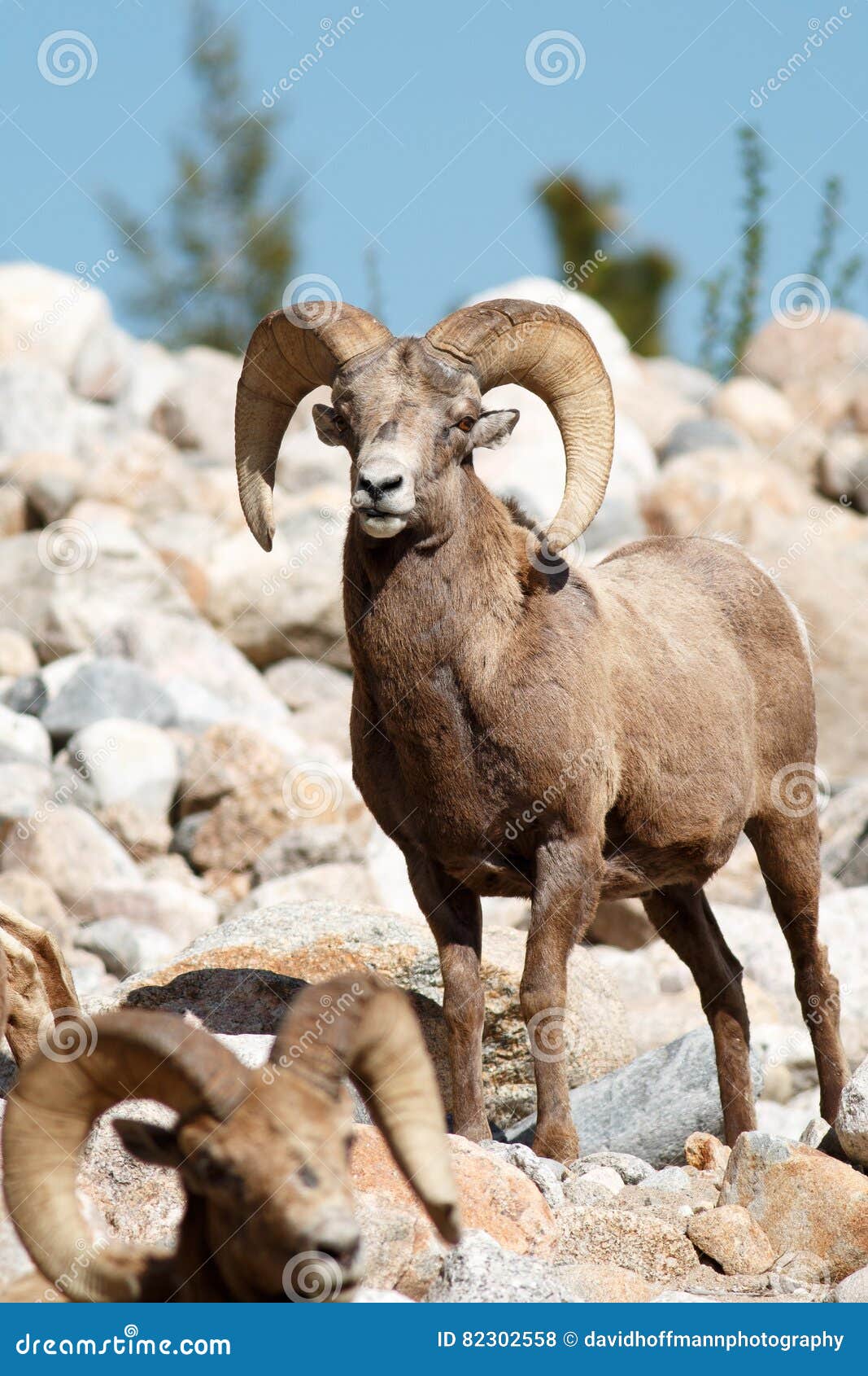 Ram Dos Carneiros De Bighorn Foto de Stock - Imagem de selvagem, cenas ...