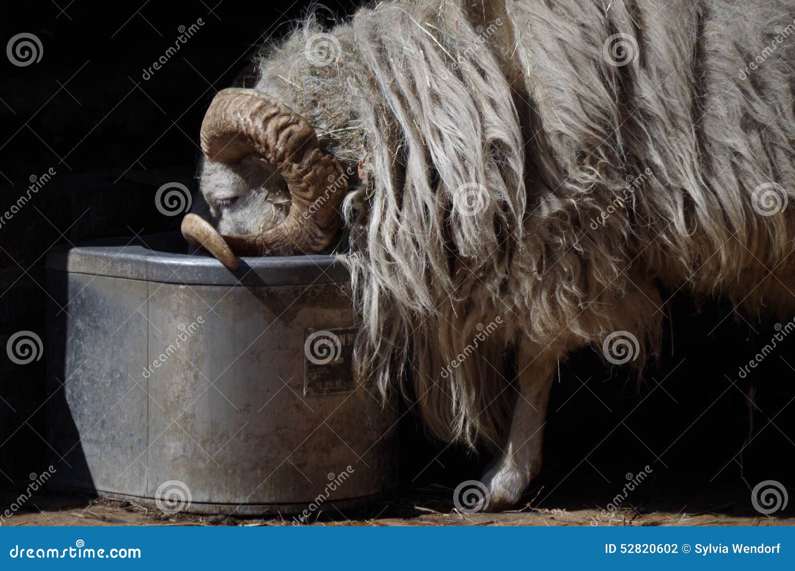 Ram stock photo. Image of wildlife, animals, wild, mammal - 52820602