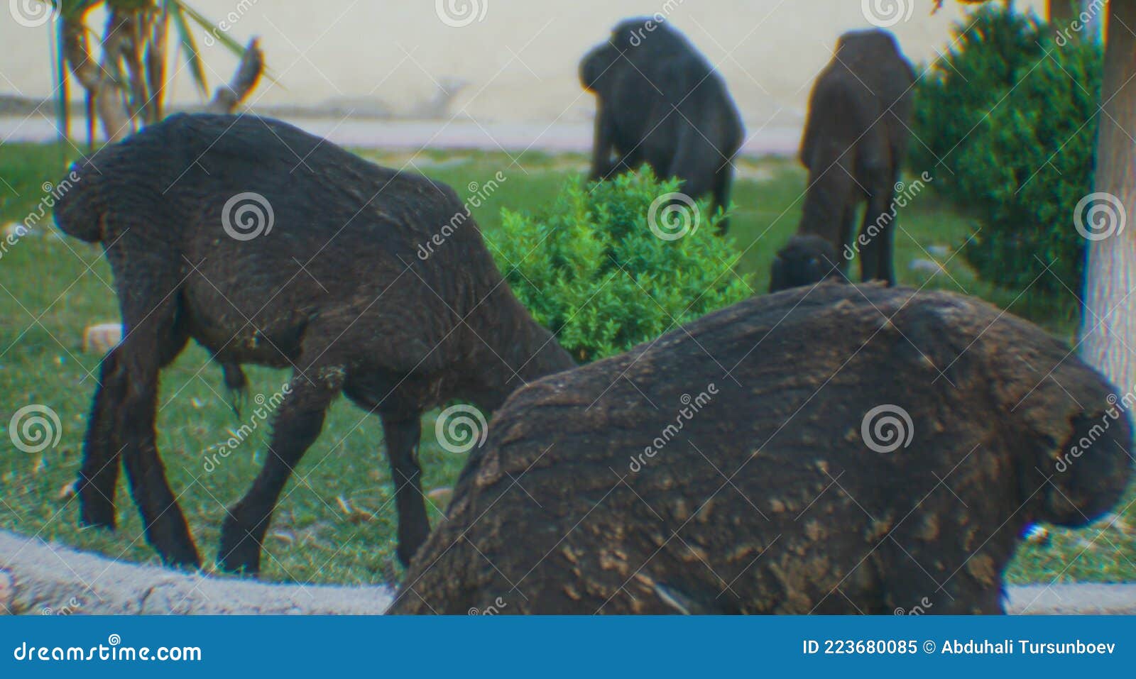 The ram is eating grass stock image. Image of animal - 223680085