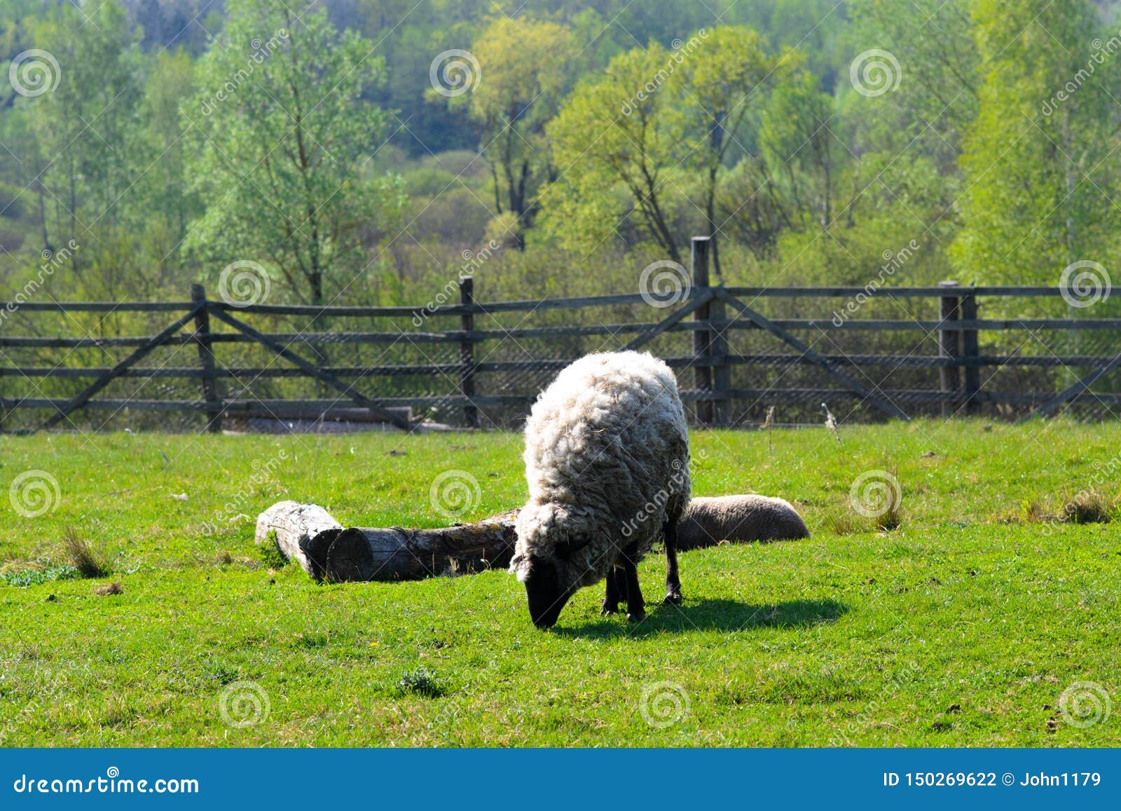 Ram Eating on a Green Meadow Stock Photo - Image of green, sheep: 150269622