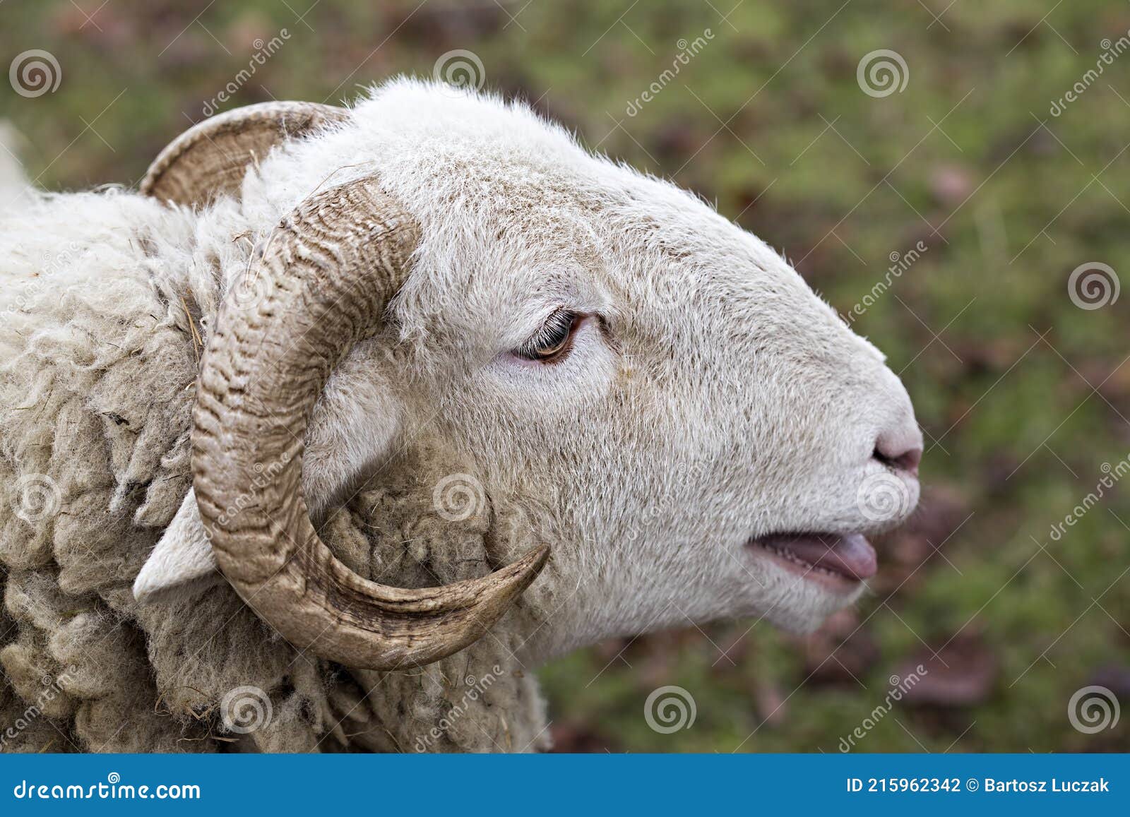 Ram eating hay on the farm stock photo. Image of horns - 215962342