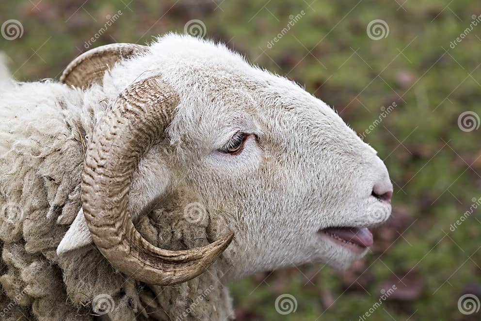 Ram eating hay on the farm stock photo. Image of horns - 215962342