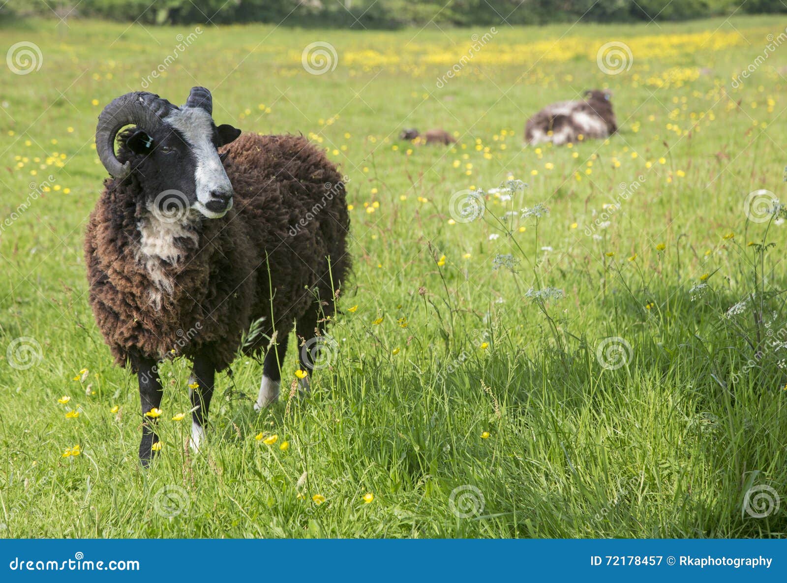 Ram in English field stock image. Image of lamb, farm - 72178457