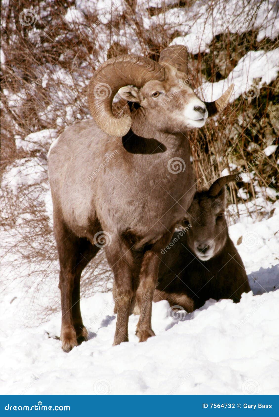 Ram & Ewe stock photo. Image of conceptual, power - 7564732