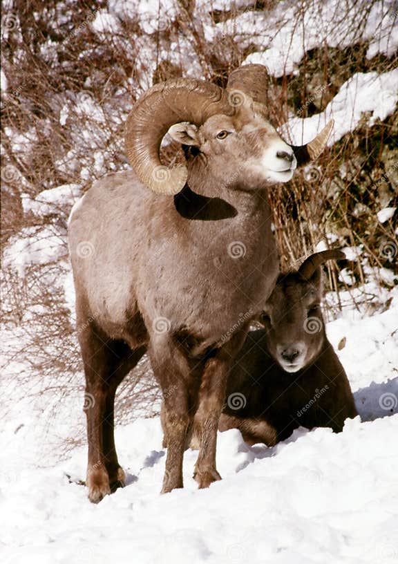 Ram & Ewe stock photo. Image of conceptual, power - 7564732