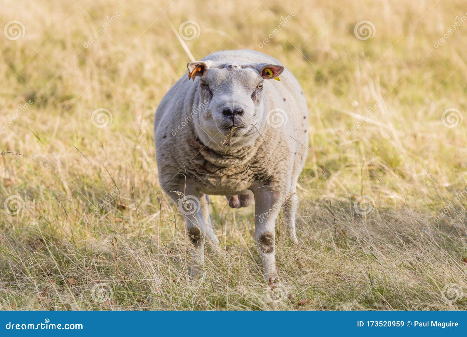 Ram, Face of a Male Sheep Head on Stock Image - Image of farm, looking ...