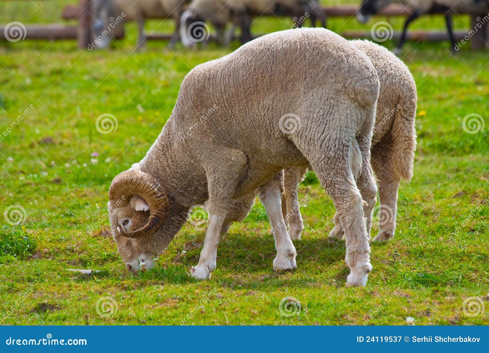 Ram on a farm stock image. Image of country, agriculture - 24119537
