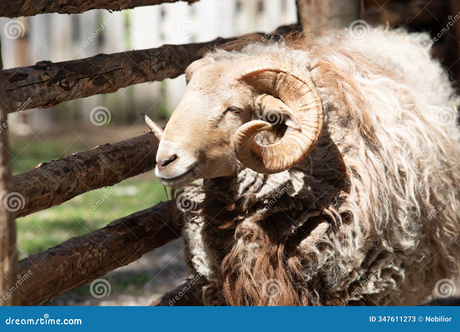 Ram on a farm stock image. Image of brood, agriculture - 347611273