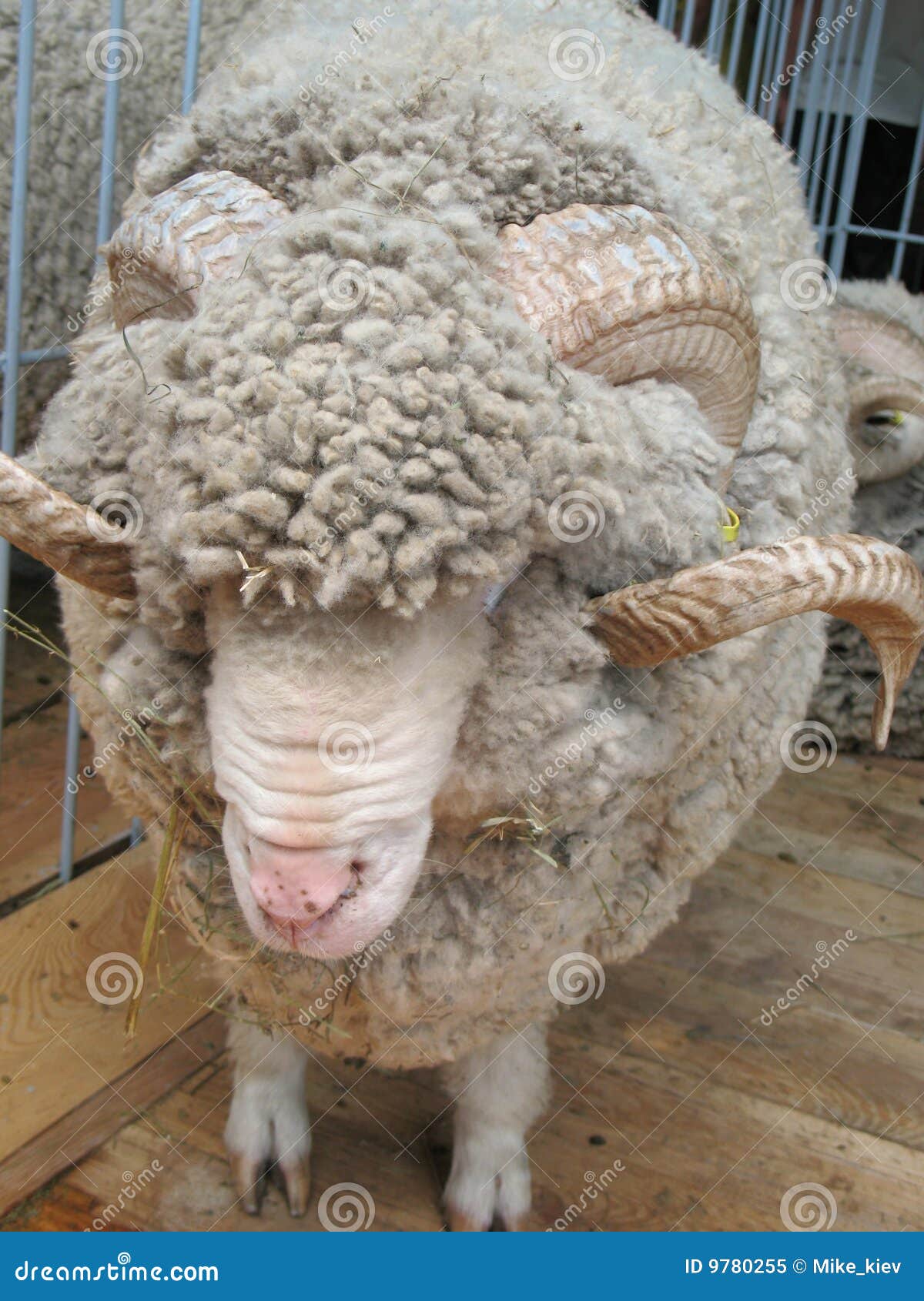 Ram farm stock image. Image of mammal, horn, livestock - 9780255