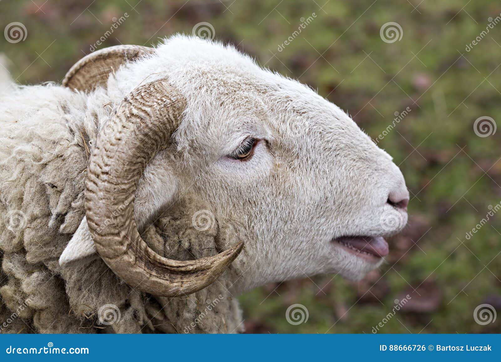 Ram on the farm stock photo. Image of breeding, countryside - 88666726