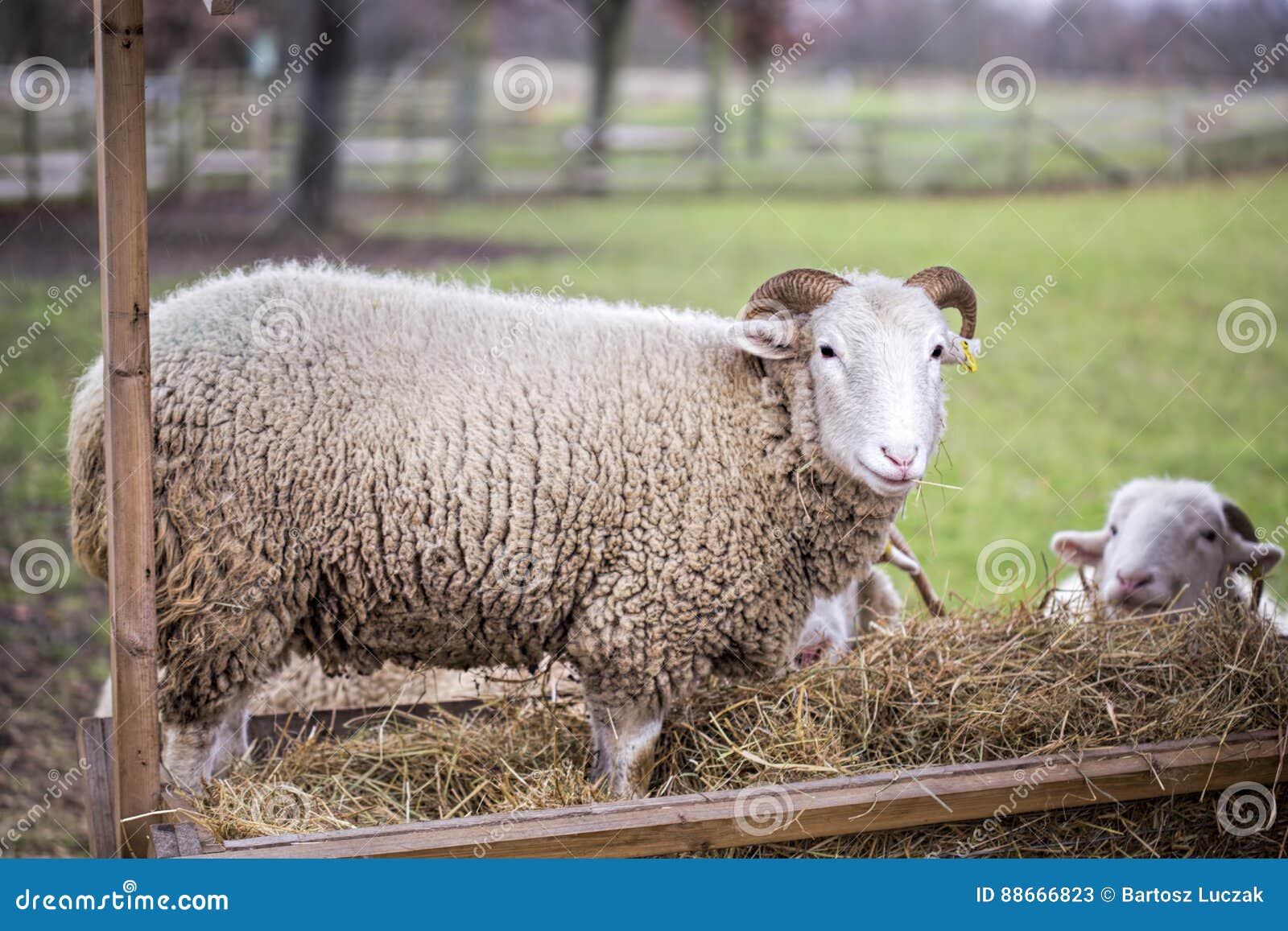 Ram on the farm stock image. Image of breeding, grazing - 88666823