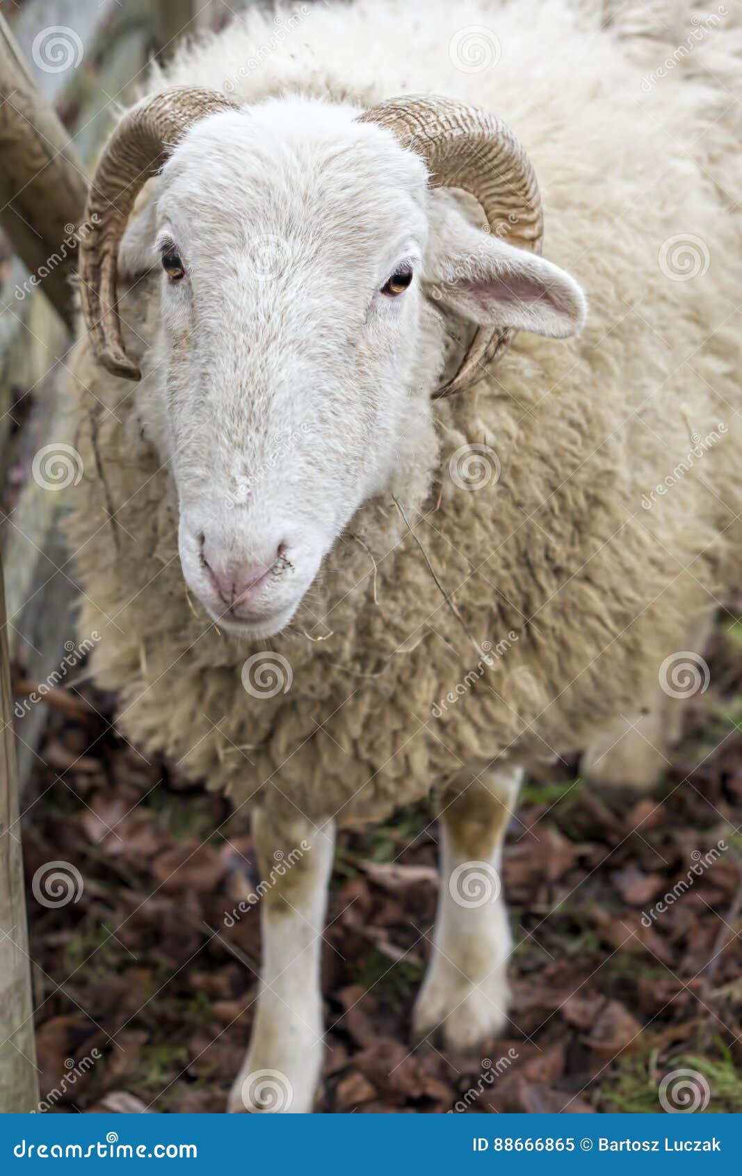 Ram on the farm stock image. Image of agriculture, fence - 88666865