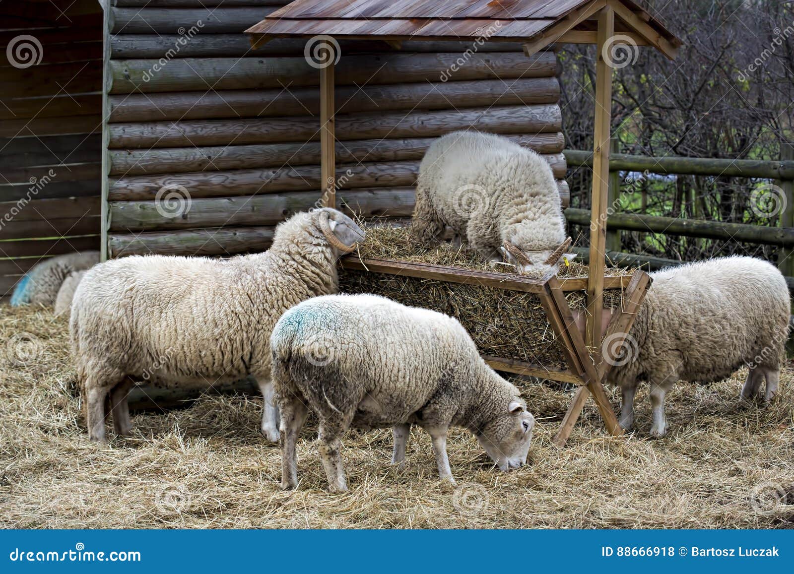 Ram on the farm stock photo. Image of farm, breeding - 88666918