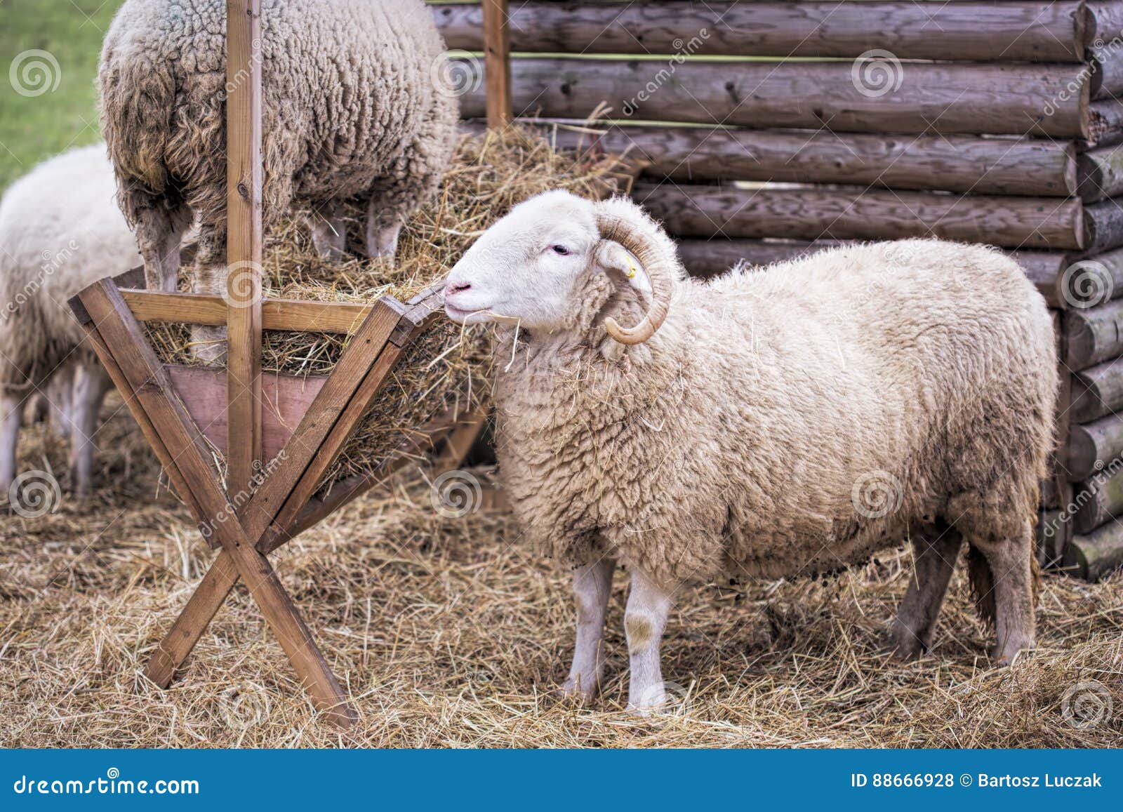 Ram on the farm stock photo. Image of cute, flock, herd - 88666928