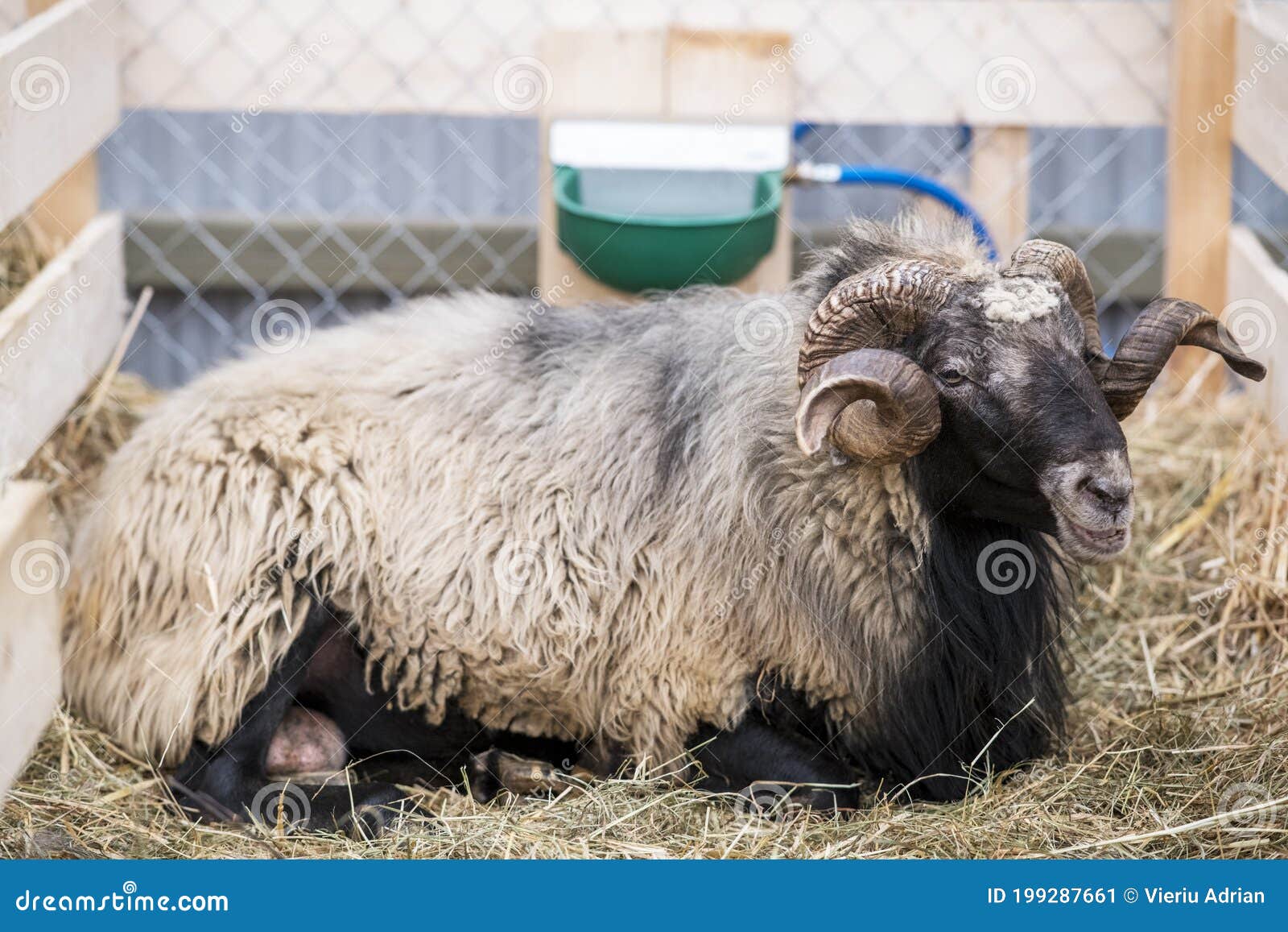 Ram farm mammal animal zoo stock image. Image of autumn - 199287661