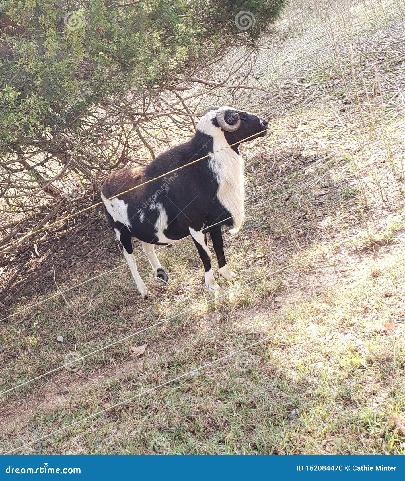 Ram on the farm stock photo. Image of horns, farm, sheep - 162084470