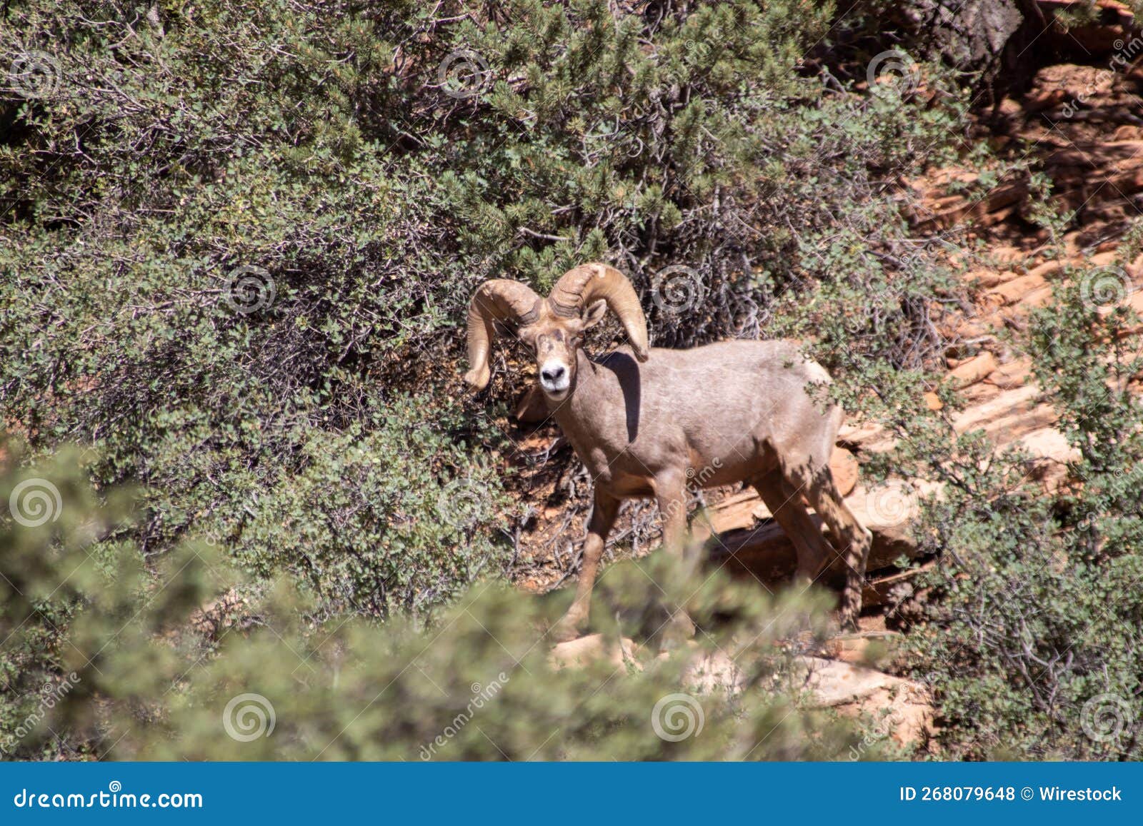 Ram on a Forested Slope of a Mountain Stock Photo - Image of horn ...
