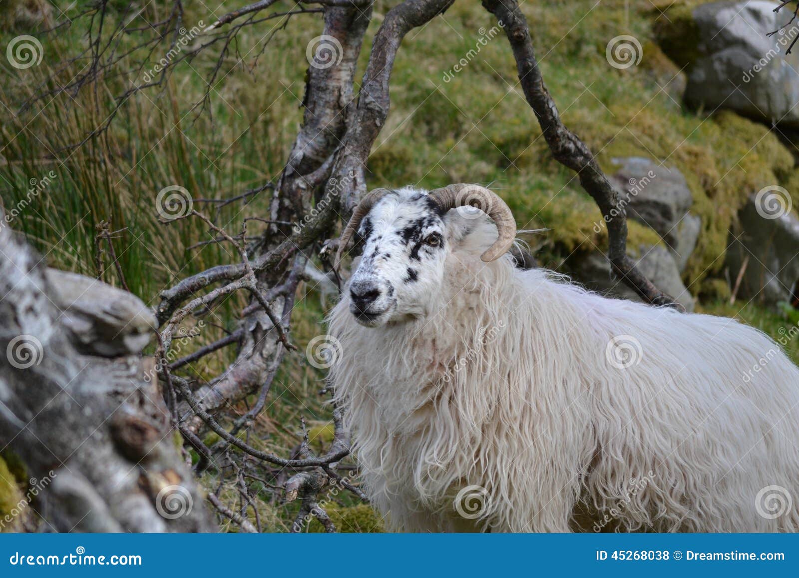 Ram in the glen stock photo. Image of horns, peaceful - 45268038