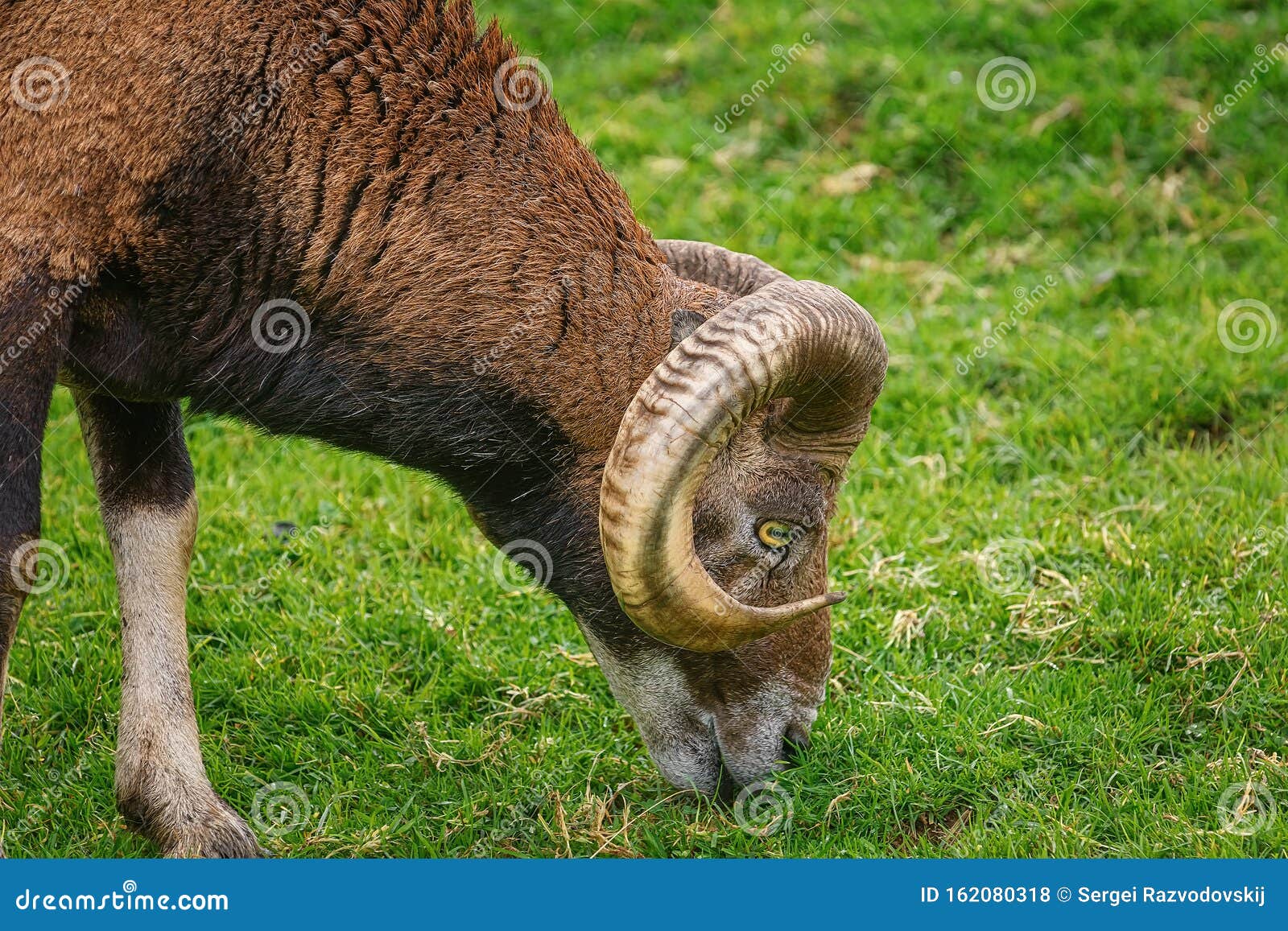 Ram on the Grass stock photo. Image of fauna, herbivore - 162080318