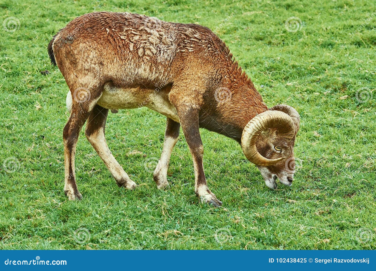 Ram on the Grass stock image. Image of mammal, ruminant - 102438425